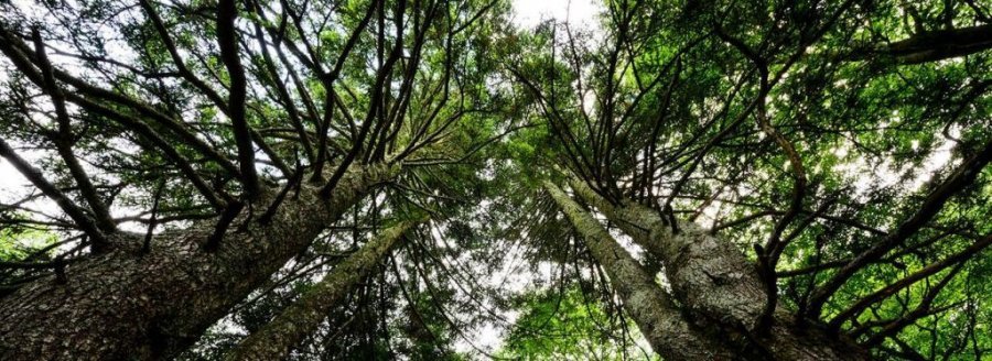 Nature theraphy: the Forest of Smiles, Biella