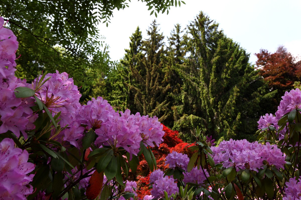Da metà maggio a metà giugno nell'Oasi Zegna fioriscono i rododendri